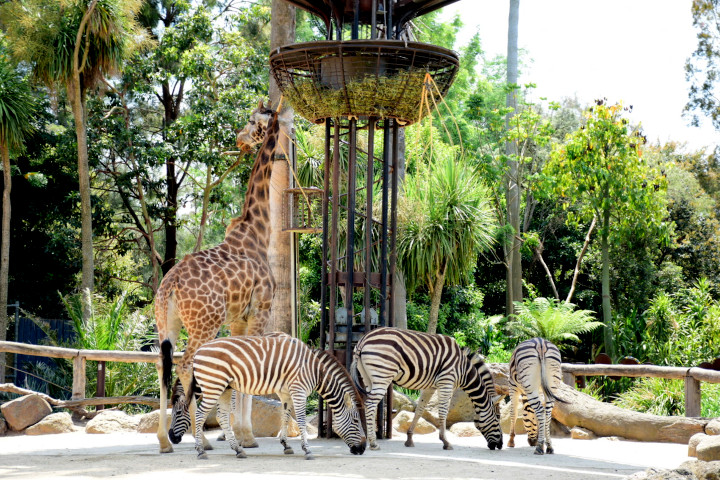 SANULA.COM – A Journey in Thought and Imagination